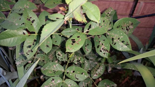 How Slugs Are Damaging To Rose Bushes And How To Get Rid Of Them | How ...