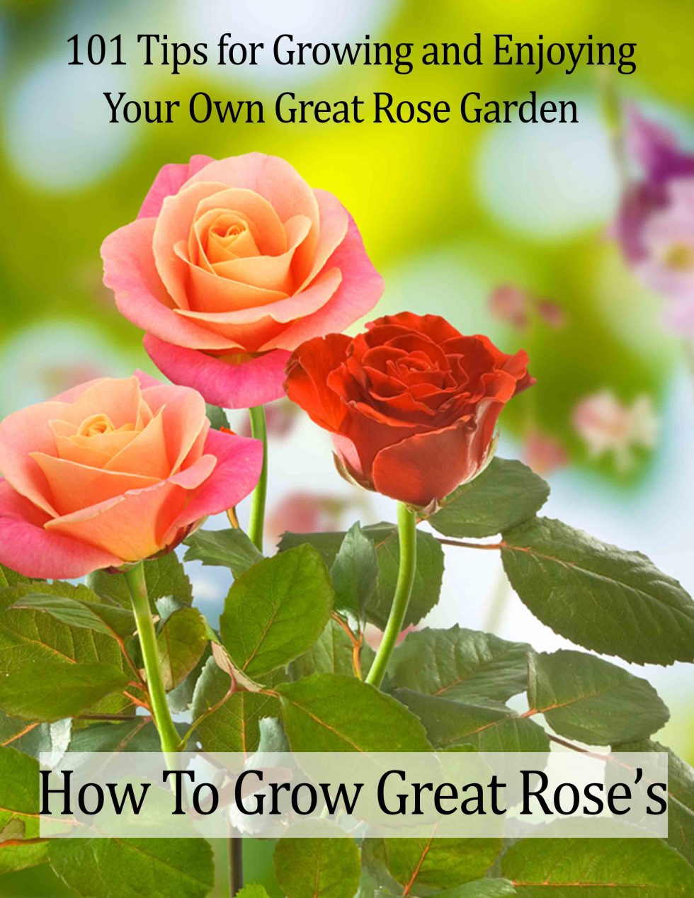 Tips for Growing and Enjoying Your Own Great Rose Garden! | How To Grow ...